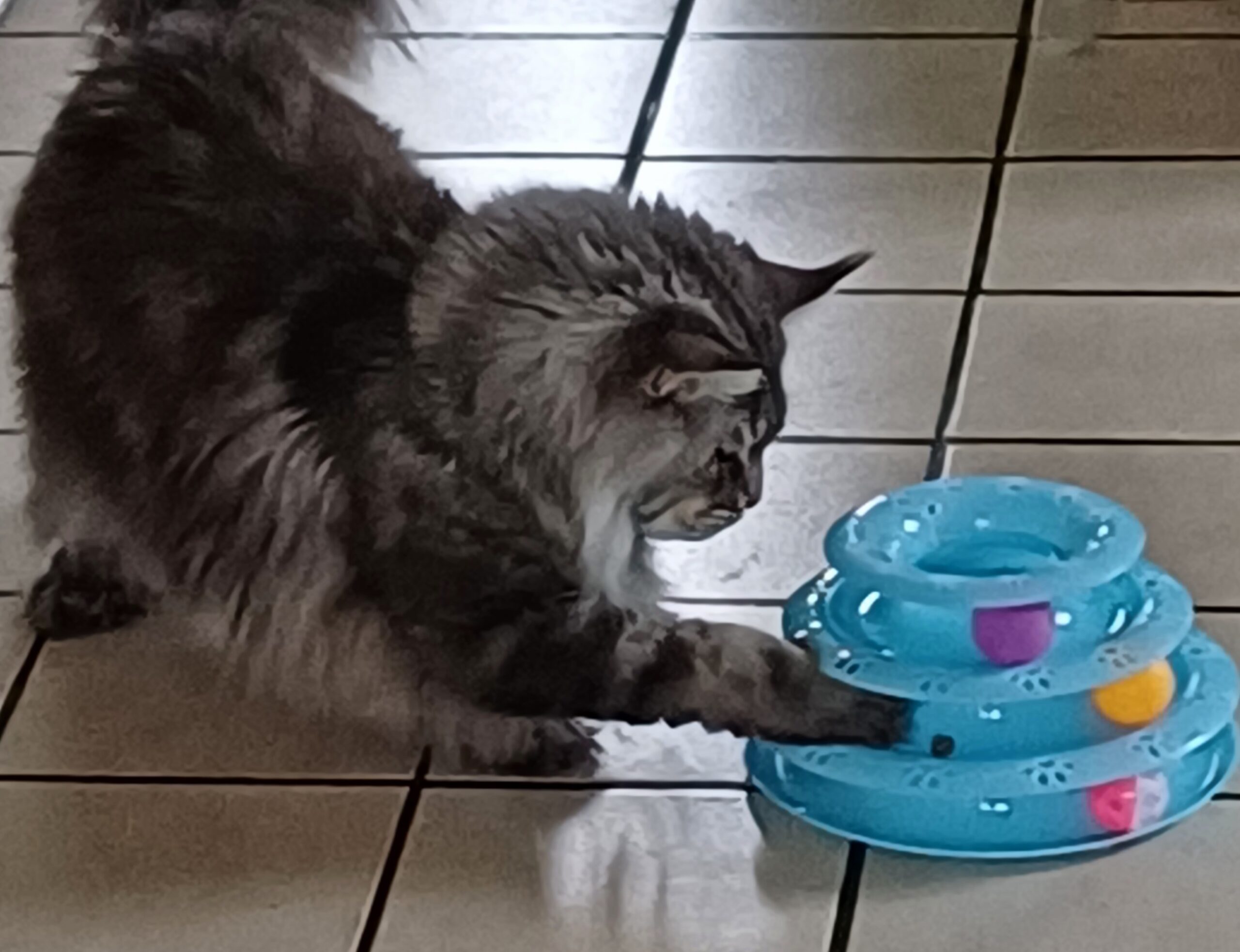 Photos pet sitter - Les Papouilles