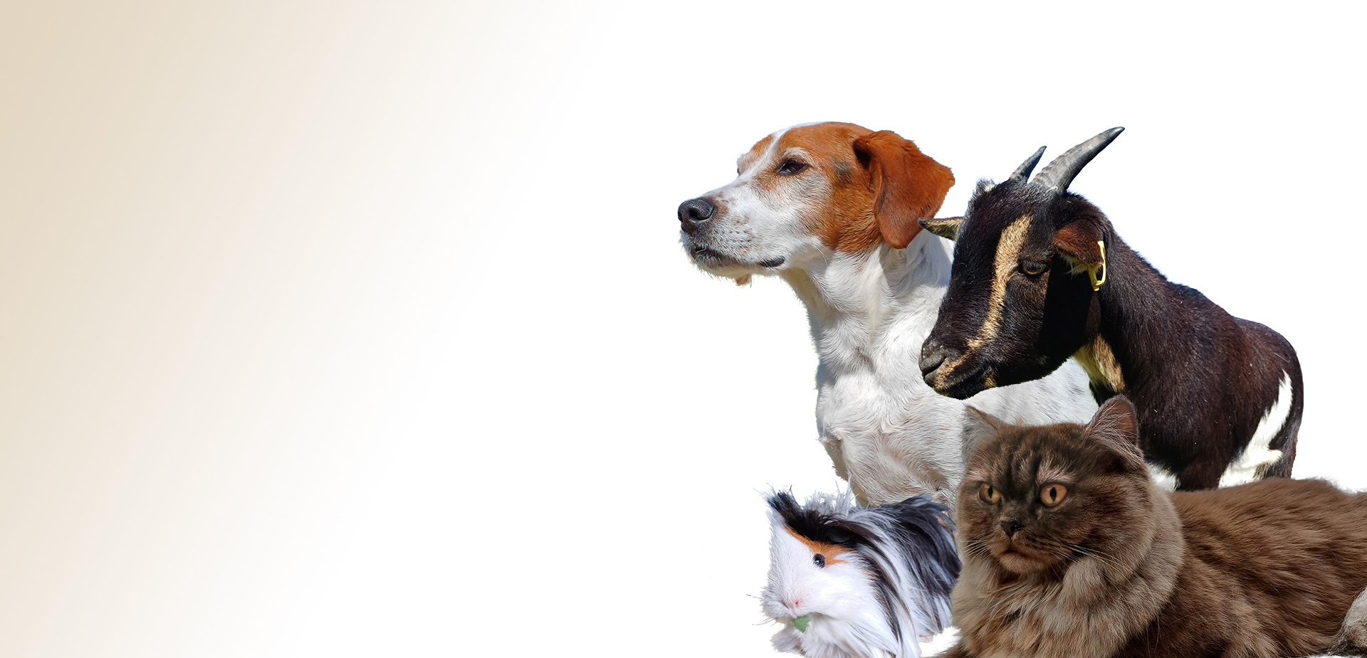 Pet sitter professionnelle - Les Papouilles